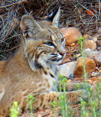 Bobcat pays a visit | | anotherthink