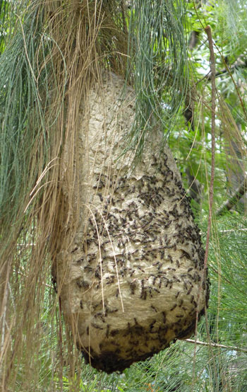 Mexican paper wasp | anotherthink